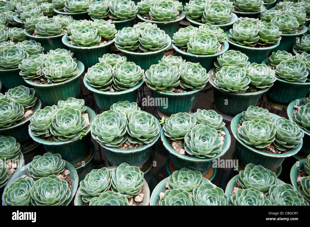 Plant pots of Aeonium Arboreum Stock Photo - Alamy