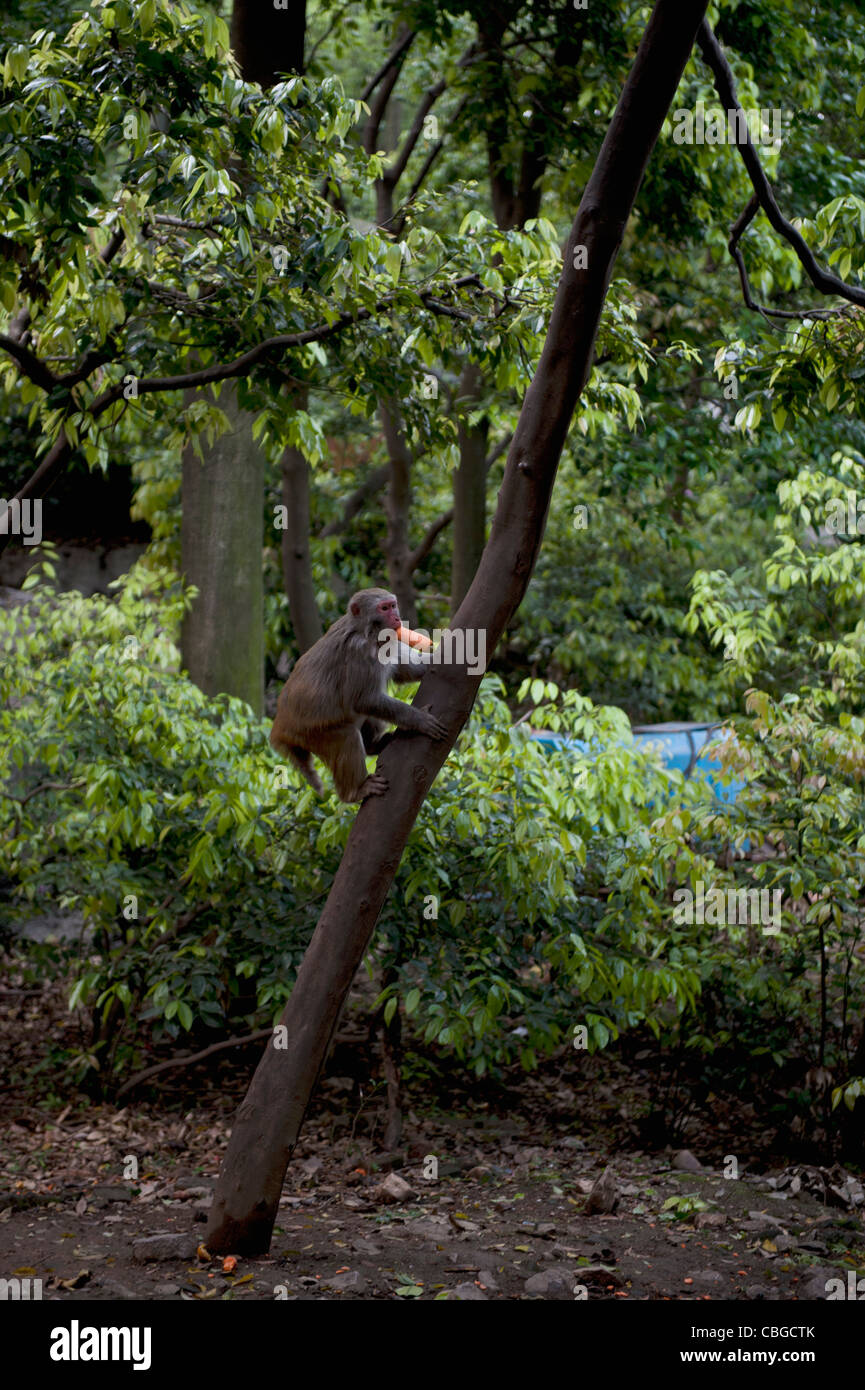 Macaque monkey climbing tree with carrot in mouth Stock Photo - Alamy