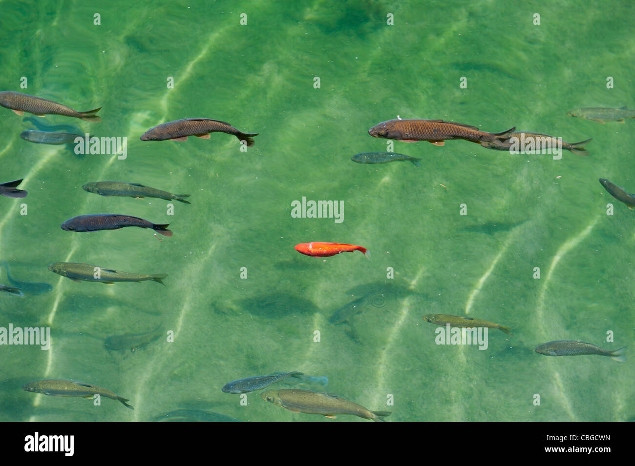 Single orange fish among darker colored fish in water Stock Photo - Alamy