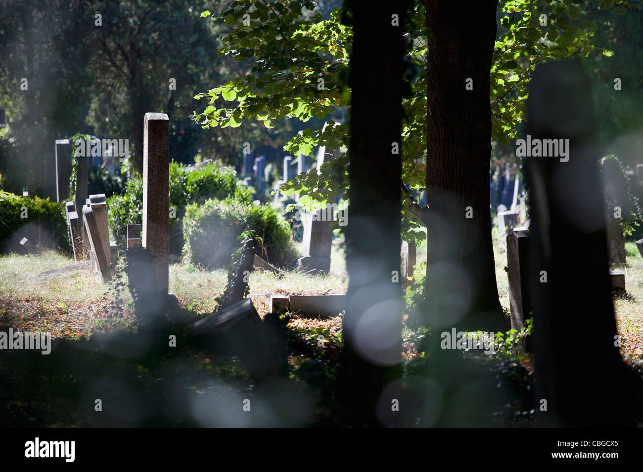 Sunlight on tombstones in a cemetery, Vienna, Austria Stock Photo - Alamy