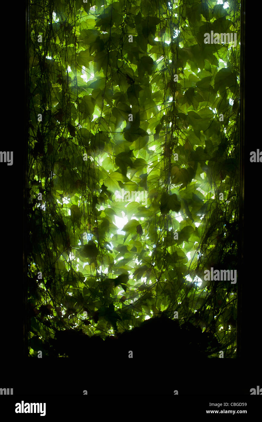 Back lit leaves through shadowed open window Stock Photo - Alamy