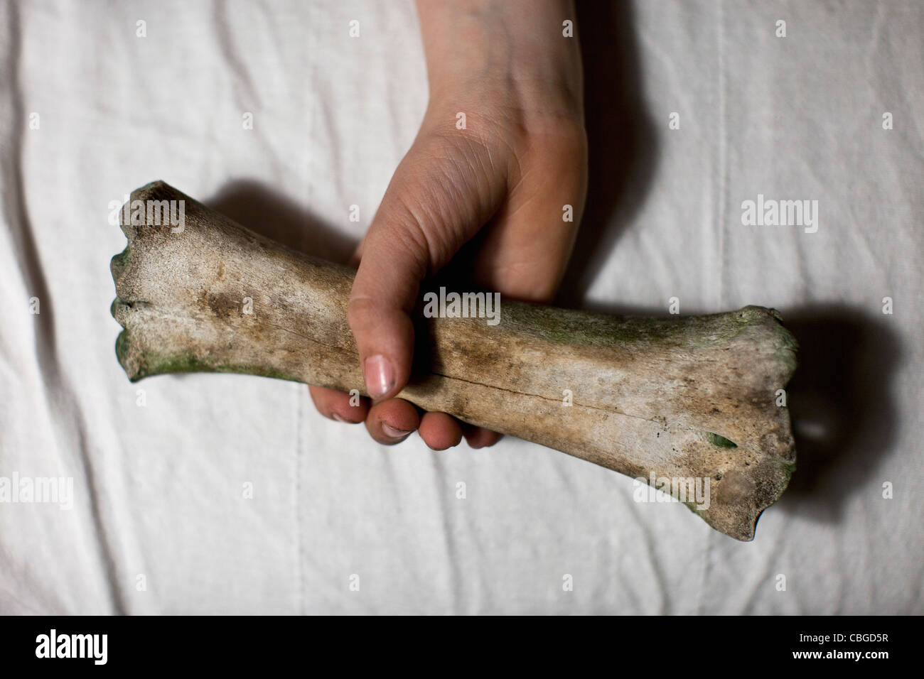 hand holding animal bone Stock Photo - Alamy