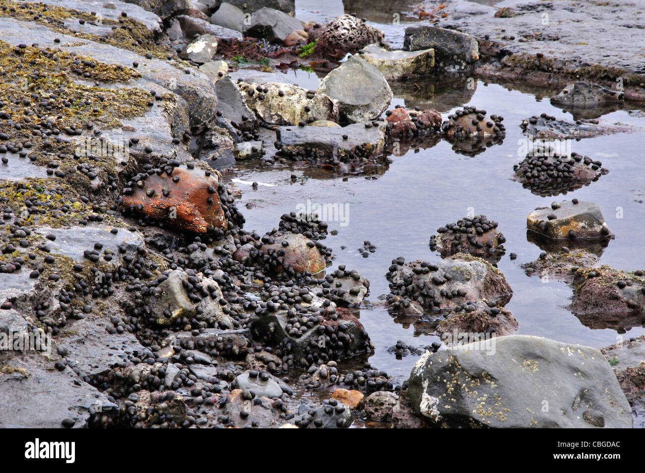 Seaweed barnacles rock hi-res stock photography and images - Alamy