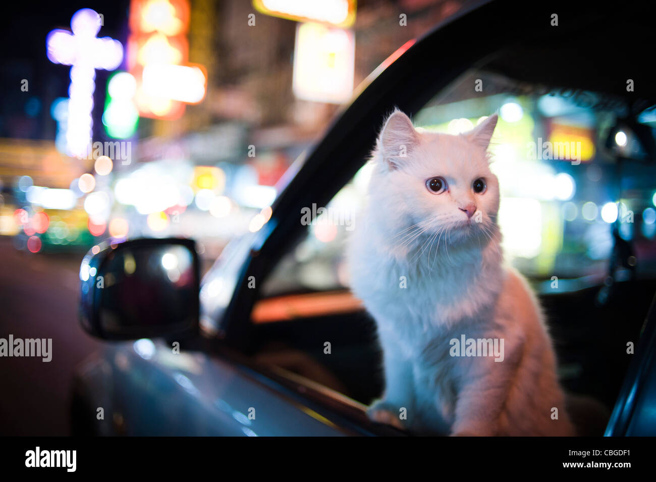 Cat looking out of a car in Chinatown, Bangkok Stock Photo - Alamy