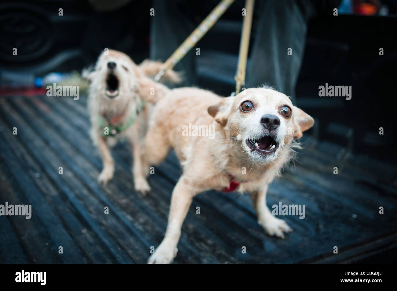 Fierce dogs on a leash in Bangkok, Thailand Stock Photo - Alamy
