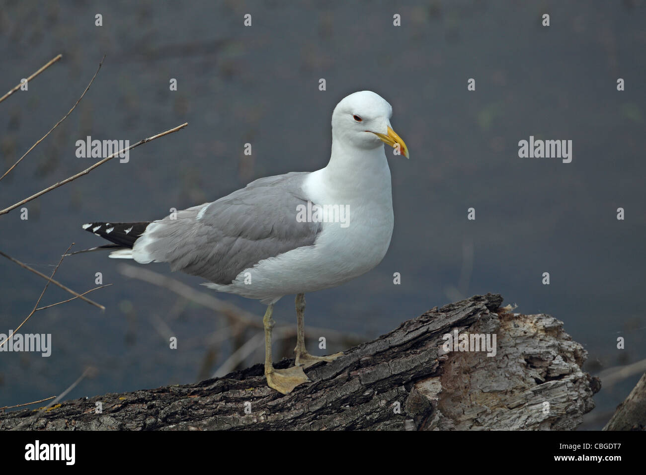 Caspian Gull (Larus cachinnans Stock Photo - Alamy