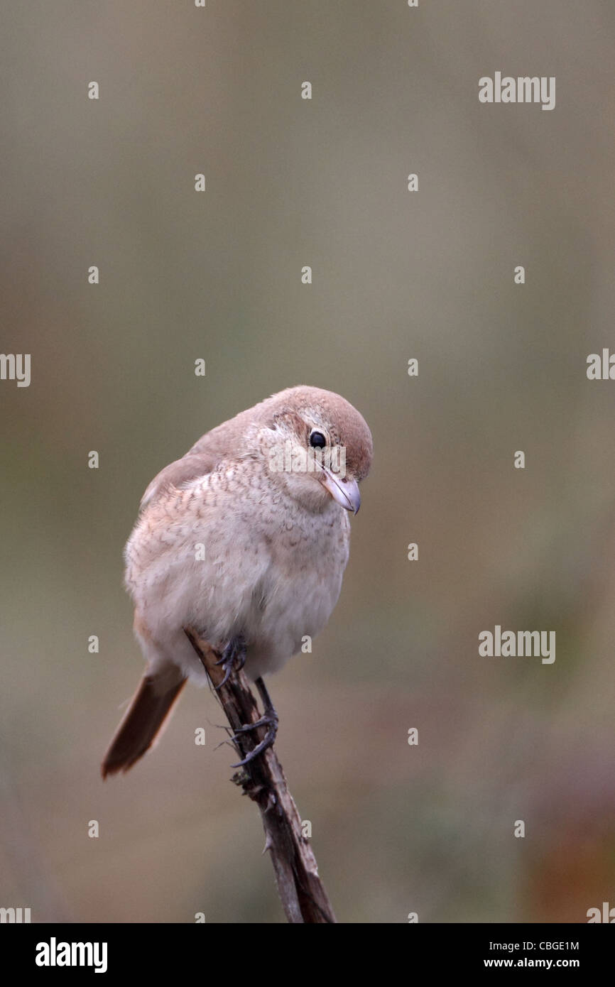 Isabelline Shrike (Lanius isabellinu isabellinus Stock Photo - Alamy