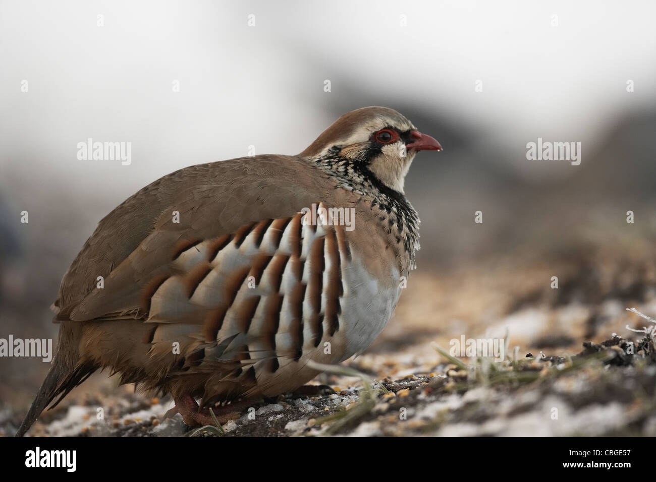Red legged partridge, Alectoris rufa, UK Stock Photo - Alamy