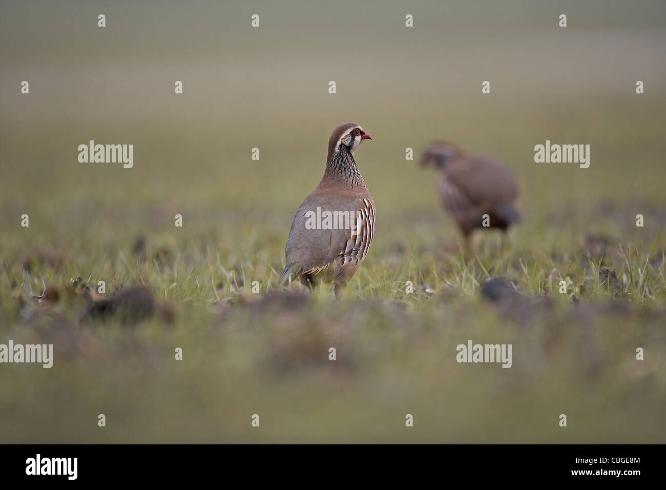 Red-legged partridge, Alectoris rufa Stock Photo - Alamy