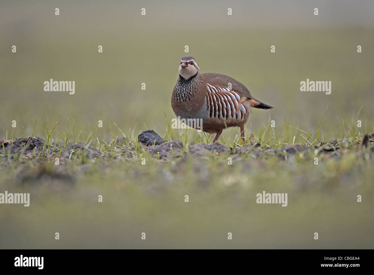 Red-legged partridge, Alectoris rufa Stock Photo - Alamy