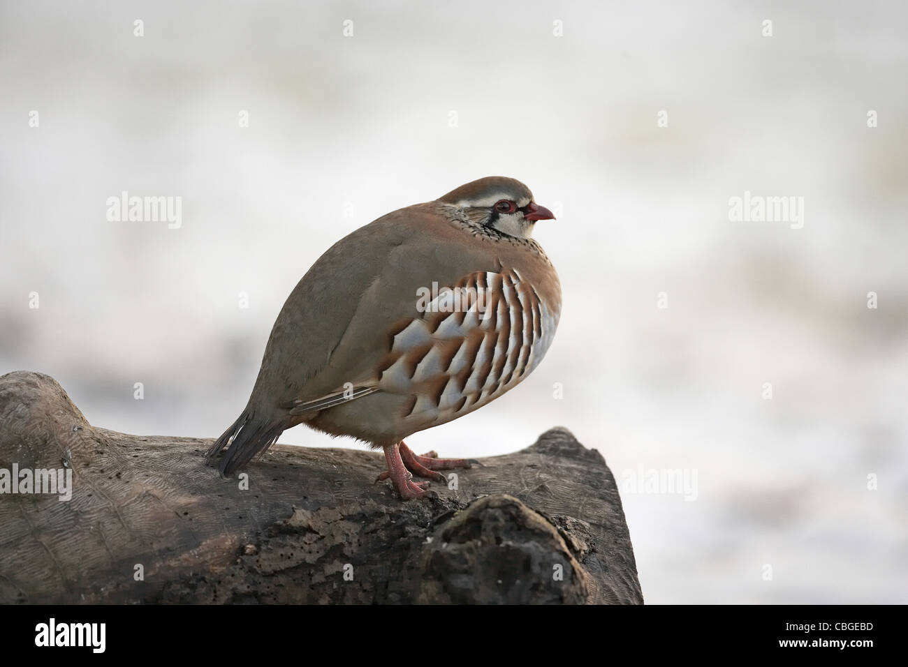 Red-legged partridge, Alectoris rufa Stock Photo - Alamy