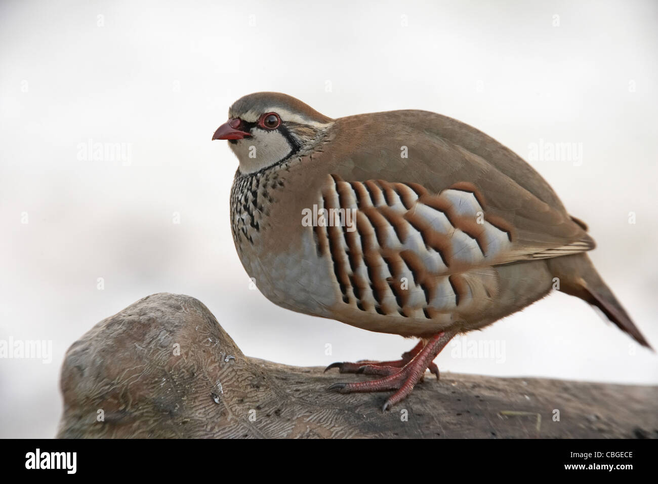 Red-legged partridge, Alectoris rufa Stock Photo - Alamy