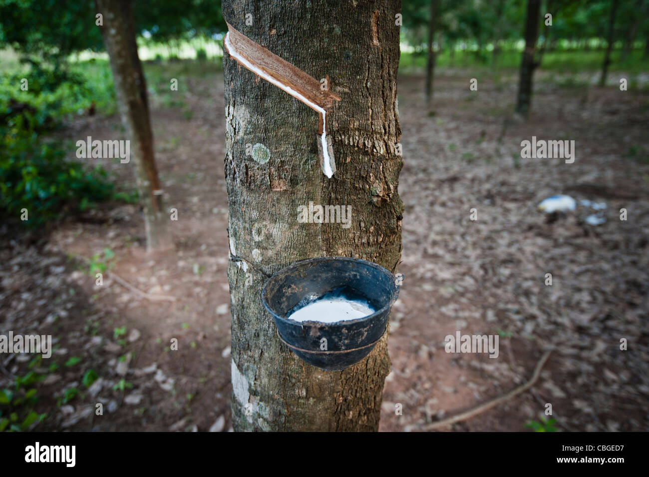Natural rubber (latex) drip into a cup from a rubber tree in Thailand ...