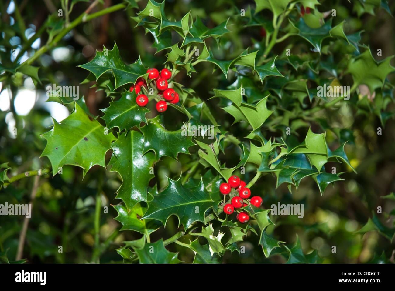Holy shrub hi-res stock photography and images - Alamy