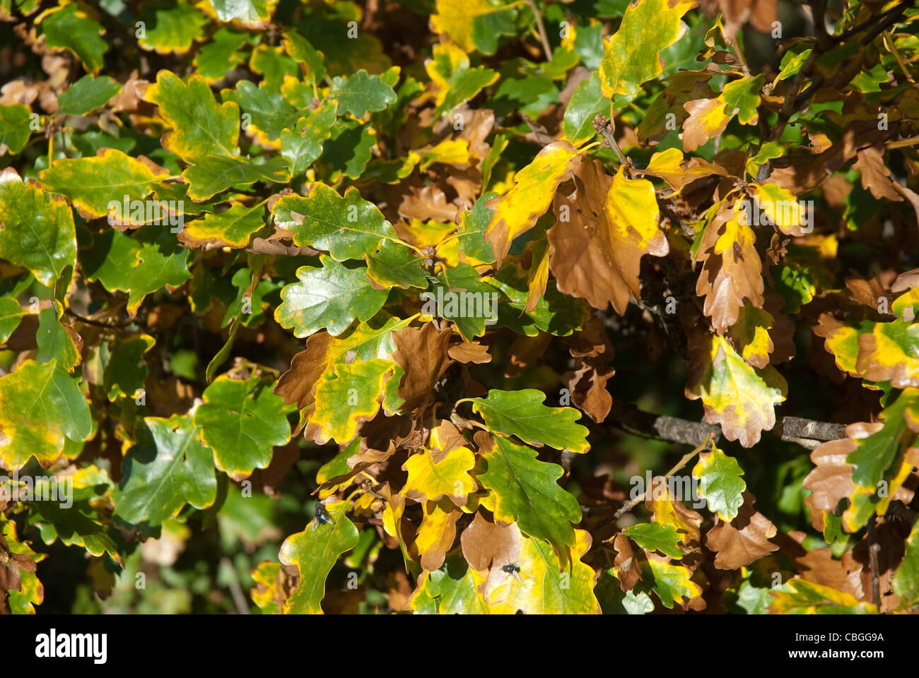 Autumn oak leaves Stock Photo - Alamy