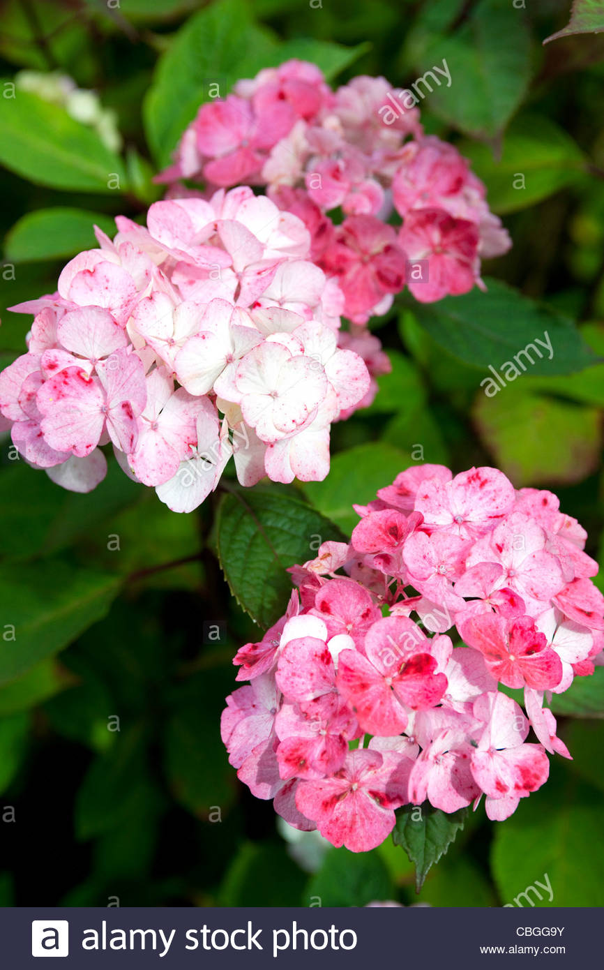 Hydrangea Serrata Stock Photos & Hydrangea Serrata Stock Images - Alamy