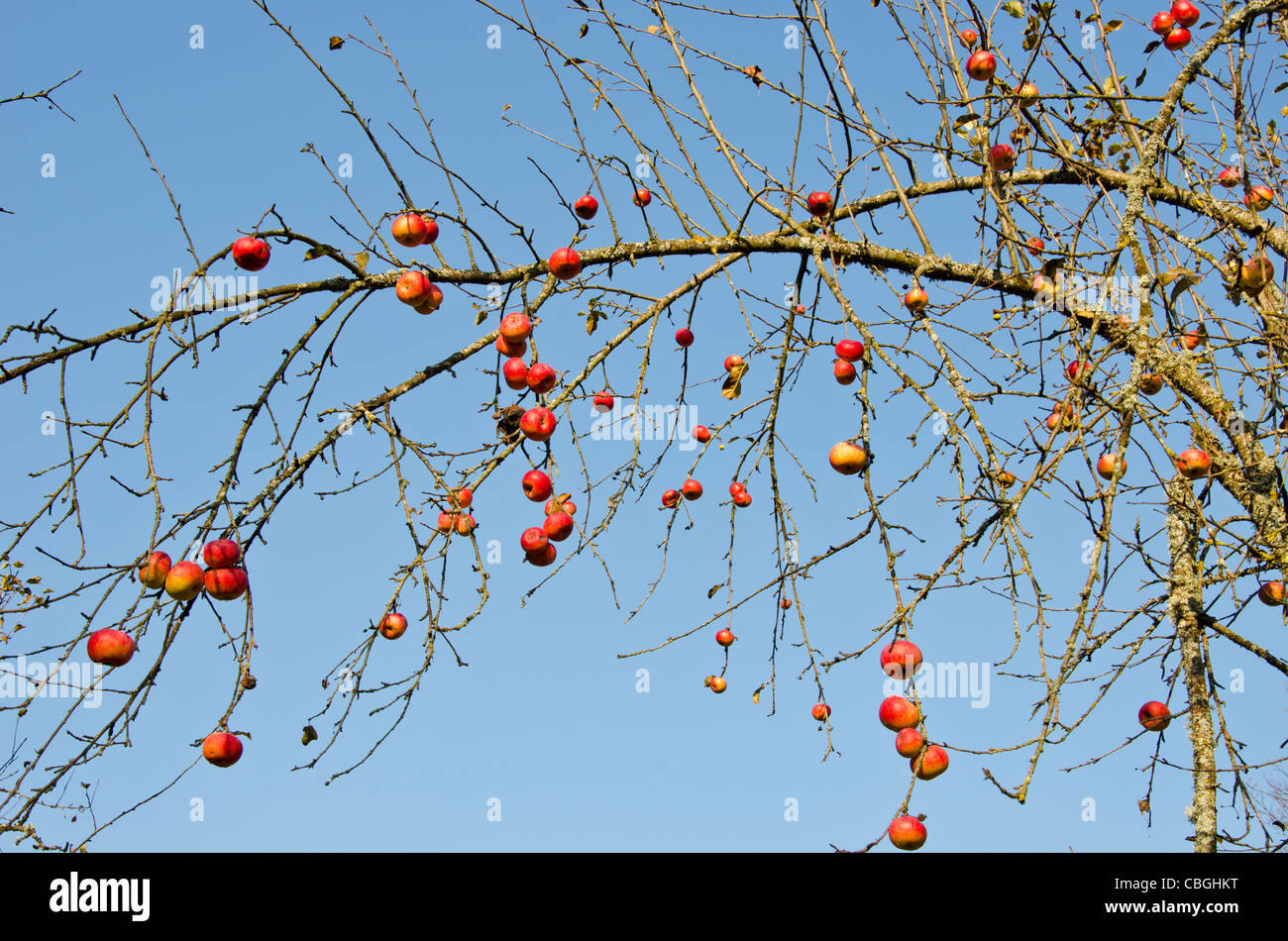 Apple tree branch without leaves but with apple fruit still hanging in ...