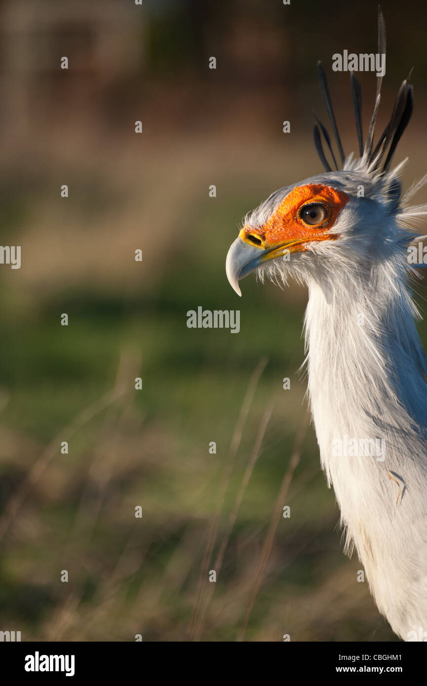 Head of Secretary Bird Stock Photo - Alamy