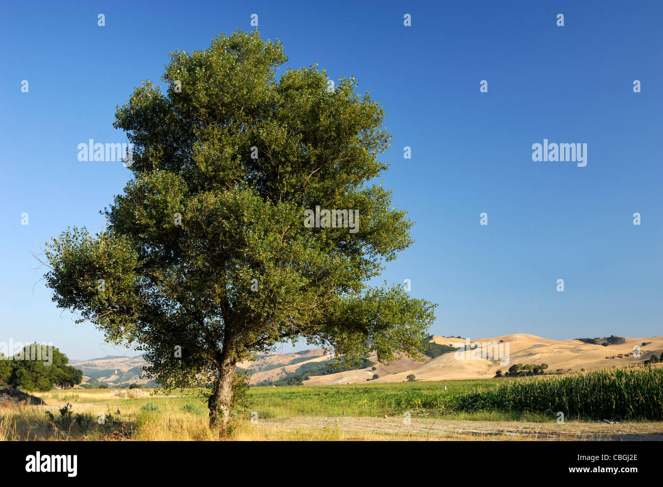 Italy, Basilicata, tree Stock Photo - Alamy