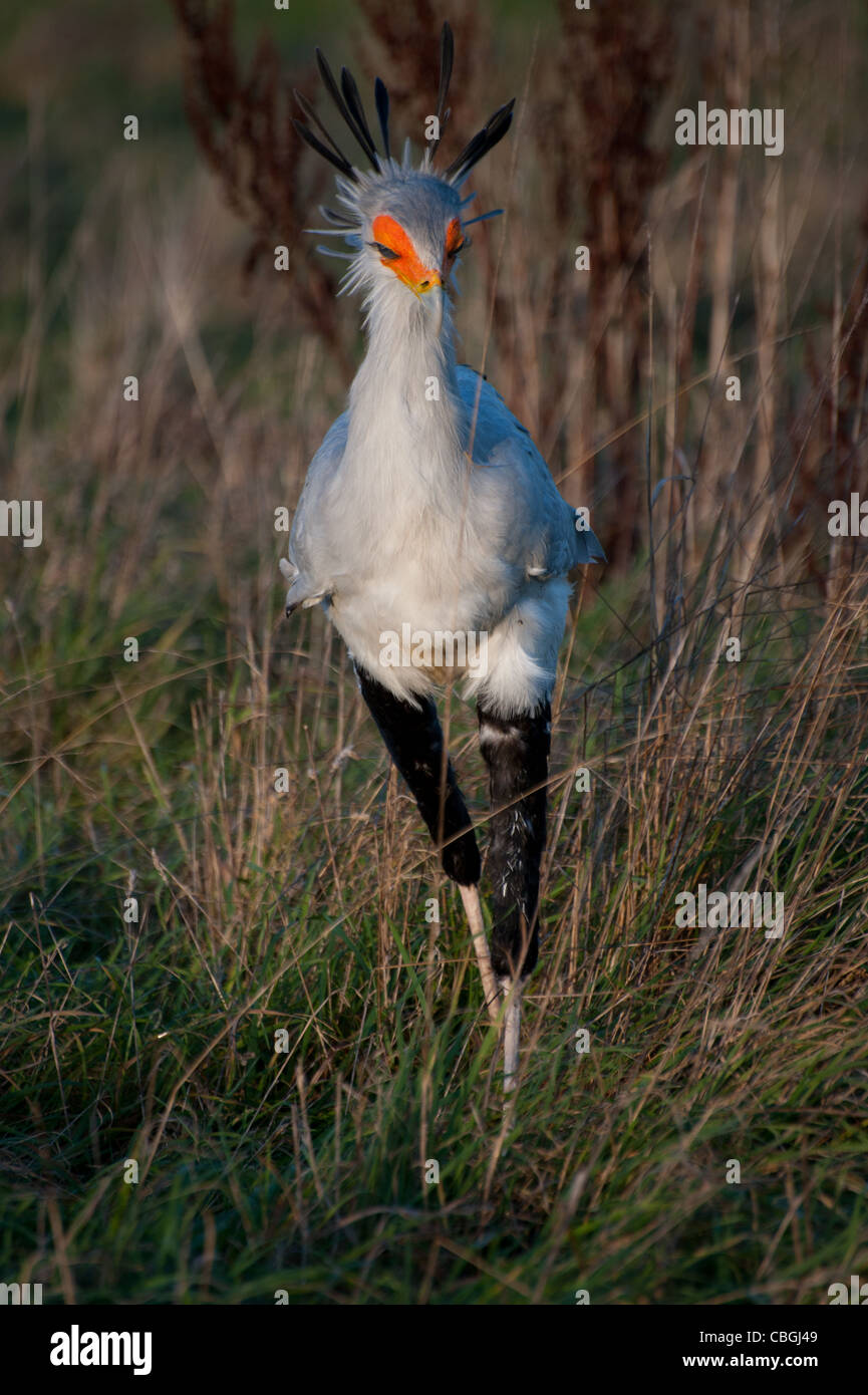 Secretary bird walking hi-res stock photography and images - Alamy