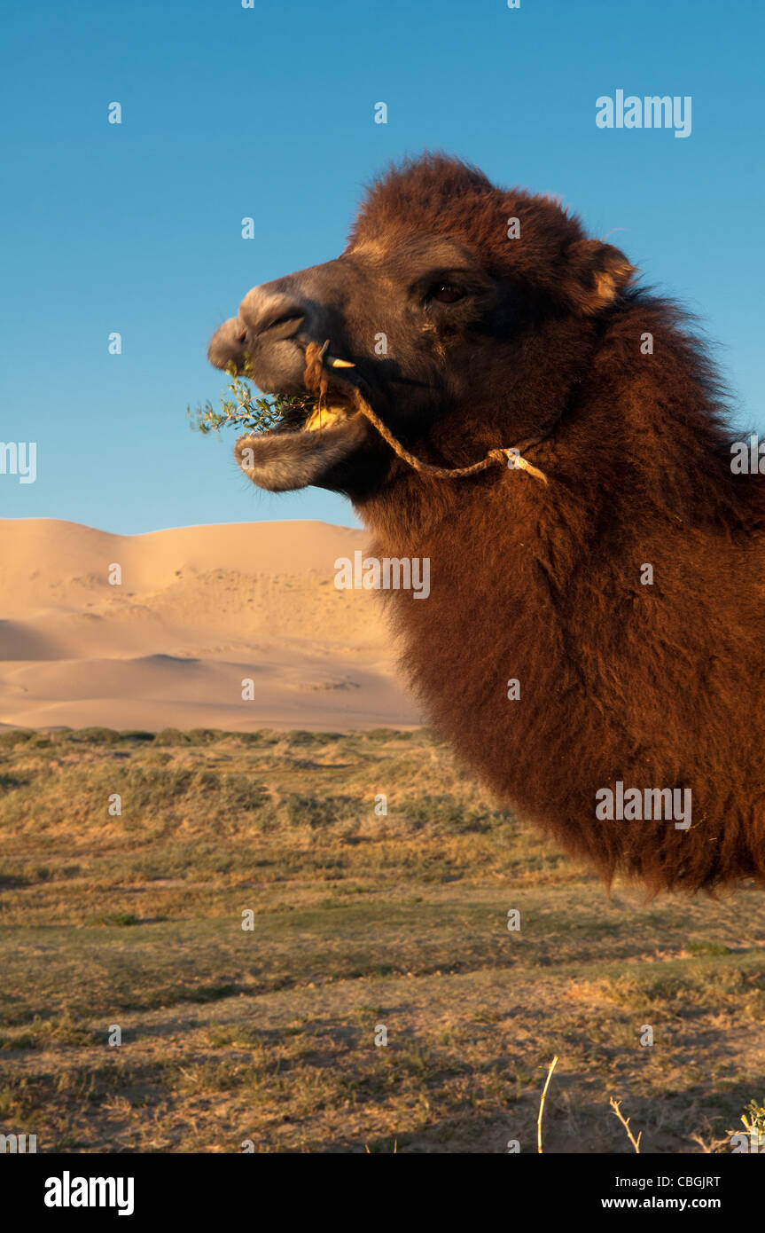 twin humped Bactrian camel in the Gobi Desert of Mongolia Stock Photo ...