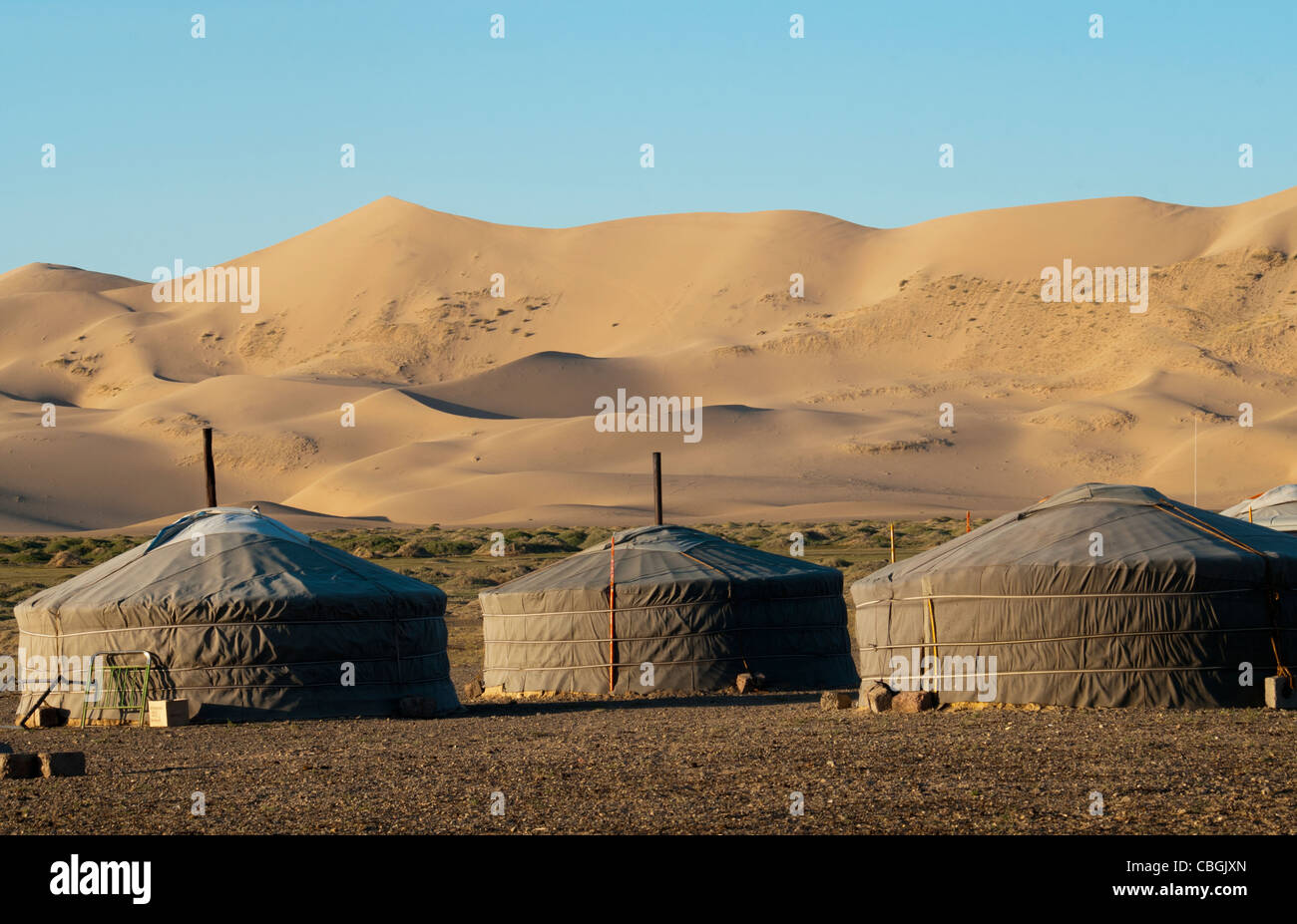 Khongoryn els hi-res stock photography and images - Alamy