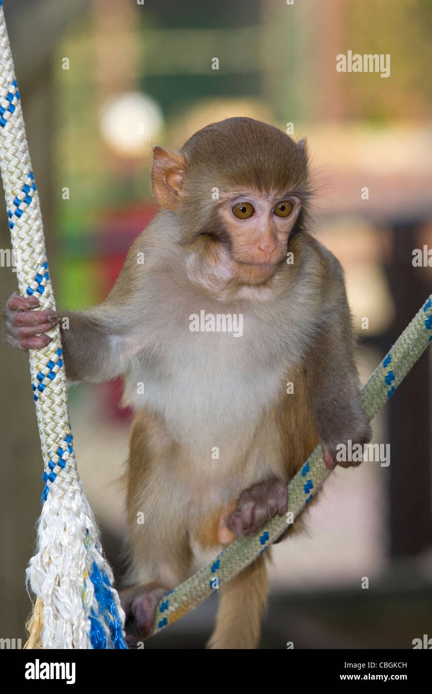 Macaque monkeys cage hi-res stock photography and images - Alamy