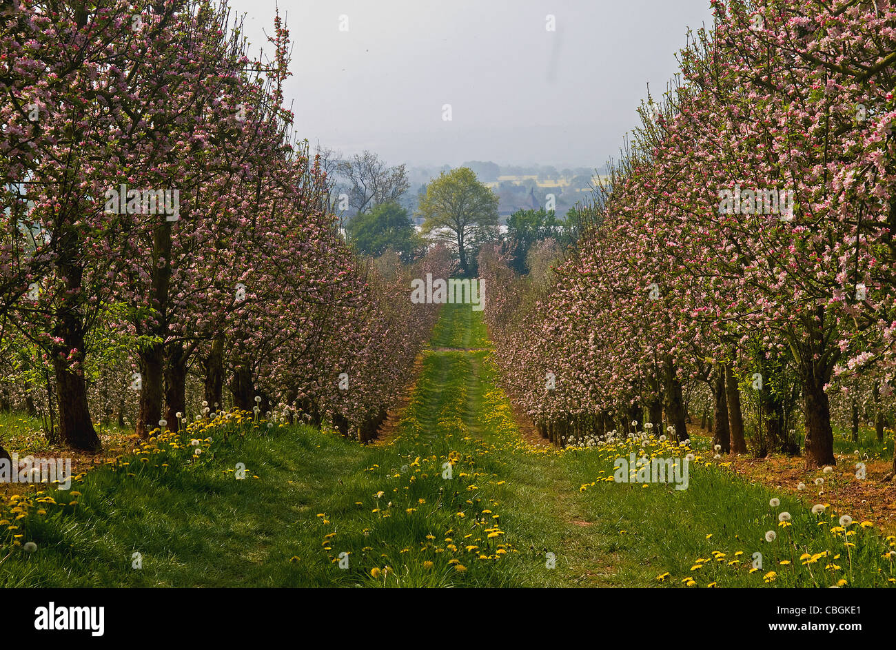 English orchard blossom hi-res stock photography and images - Alamy