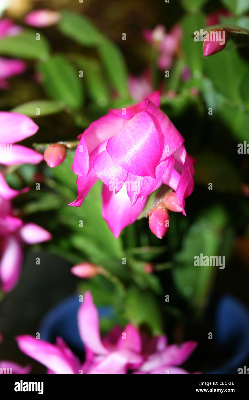 Pink Easter Cactus Stock Photo - Alamy
