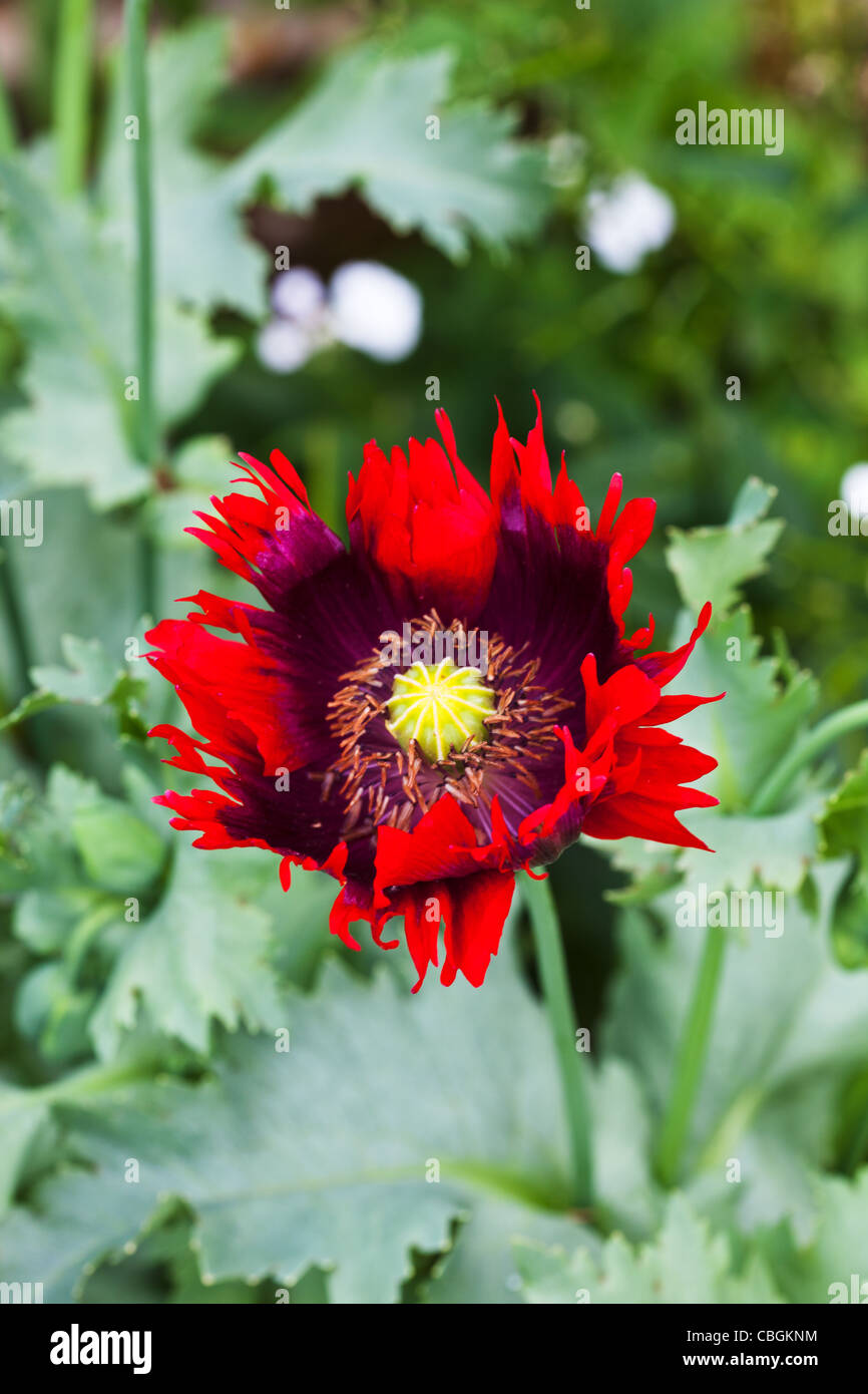 A close up of a bright red Ragged poppy Stock Photo - Alamy
