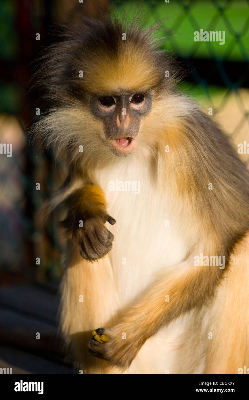 UK, England, Isle of Wight, Newport, Owl and Monkey Haven Stock Photo ...