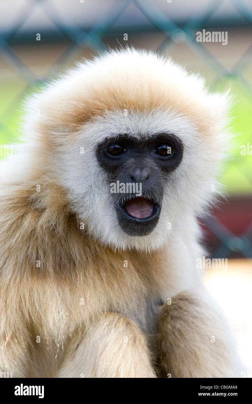 Owl and monkey haven colobus monkey hi-res stock photography and images ...