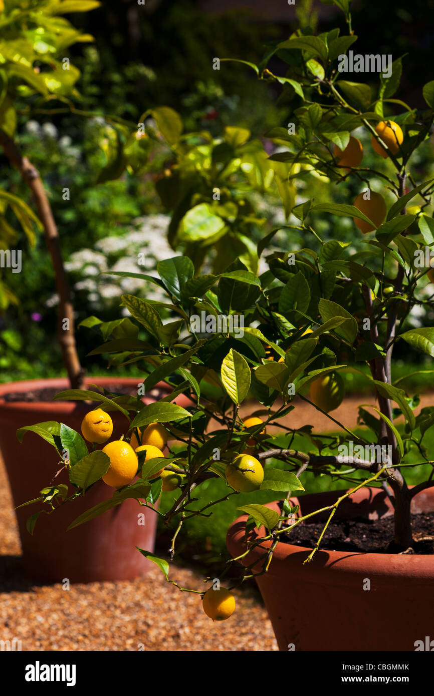 Lemon Trees with fruit growing in plant pots Stock Photo - Alamy