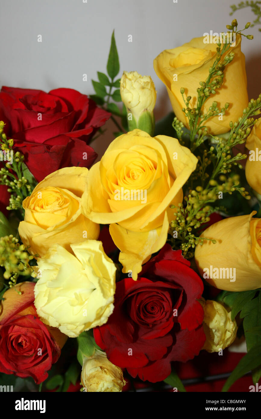 Carnation yellow and red hi-res stock photography and images - Alamy