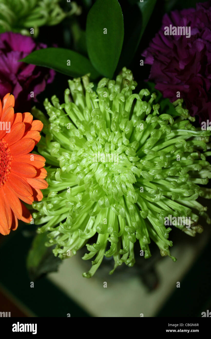 Cerise flowers hi-res stock photography and images - Alamy