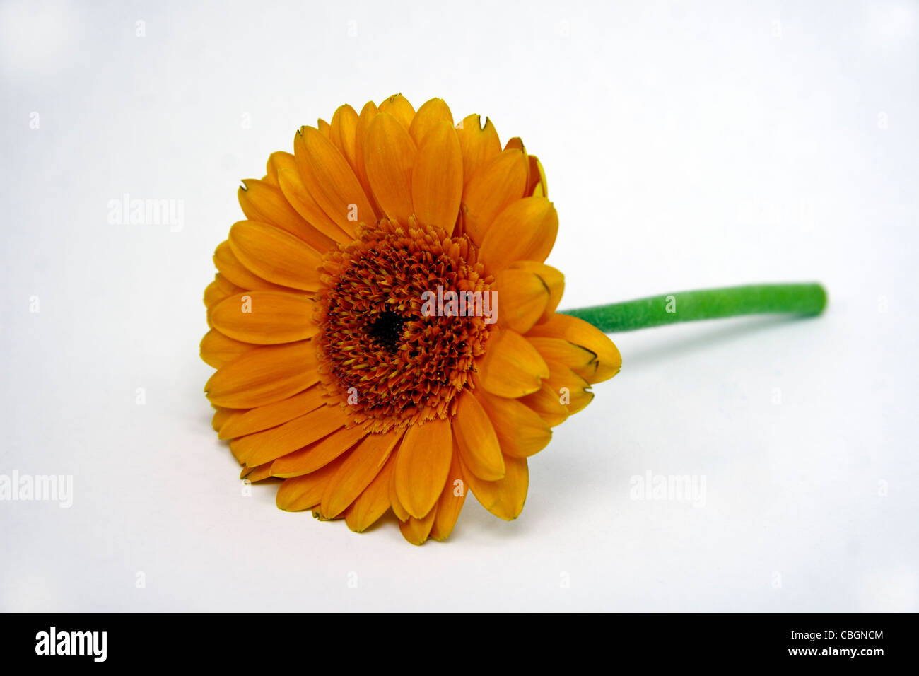 Orange Germini Flower Stock Photo - Alamy