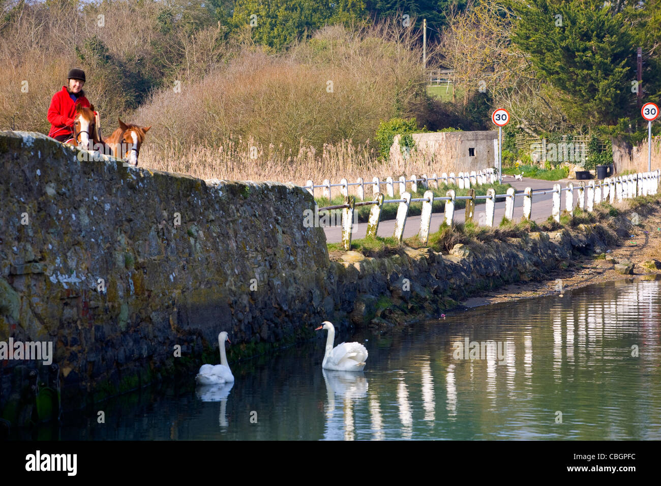 Birds, Swans, The Causeway, River Yar, Freshwater, Isle of Wight ...