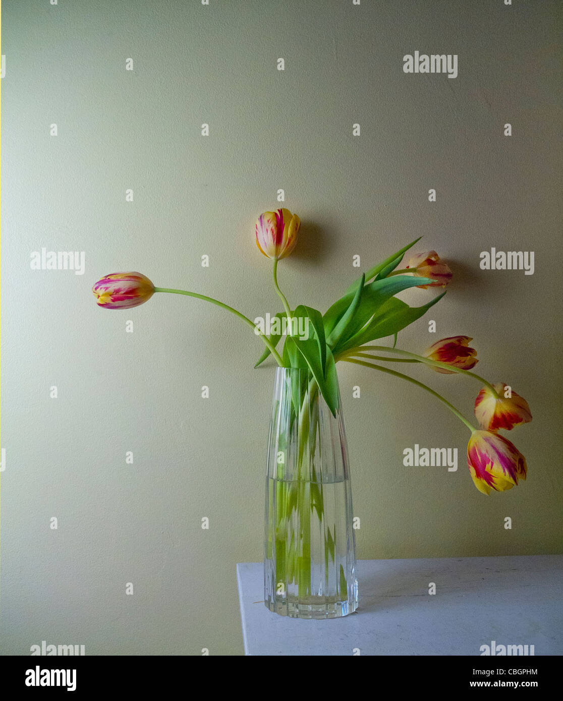 dropping tulips in a vase Stock Photo - Alamy