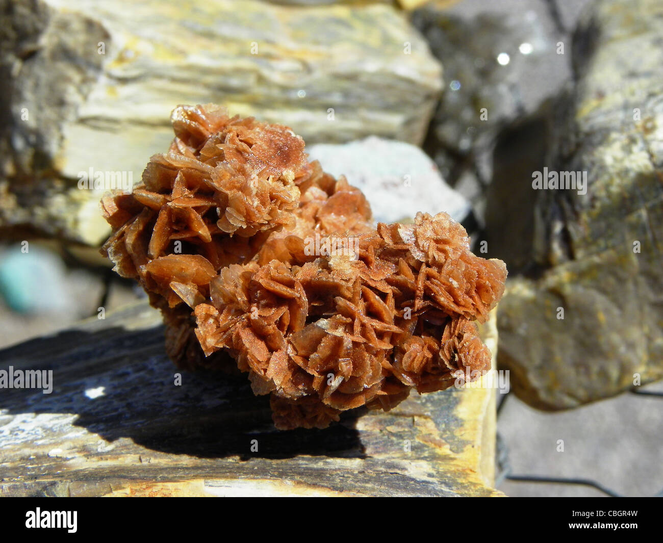 Calcified rock hi-res stock photography and images - Alamy