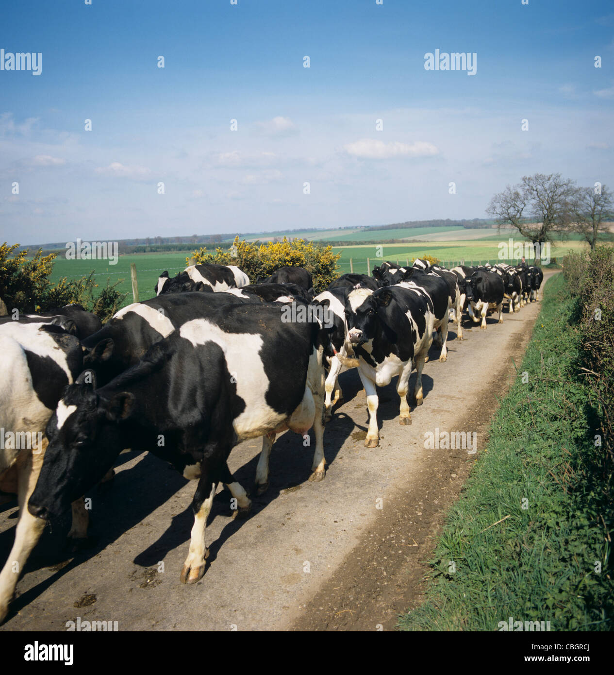 Holstein Friesian cows walking down country road to milking Stock Photo ...