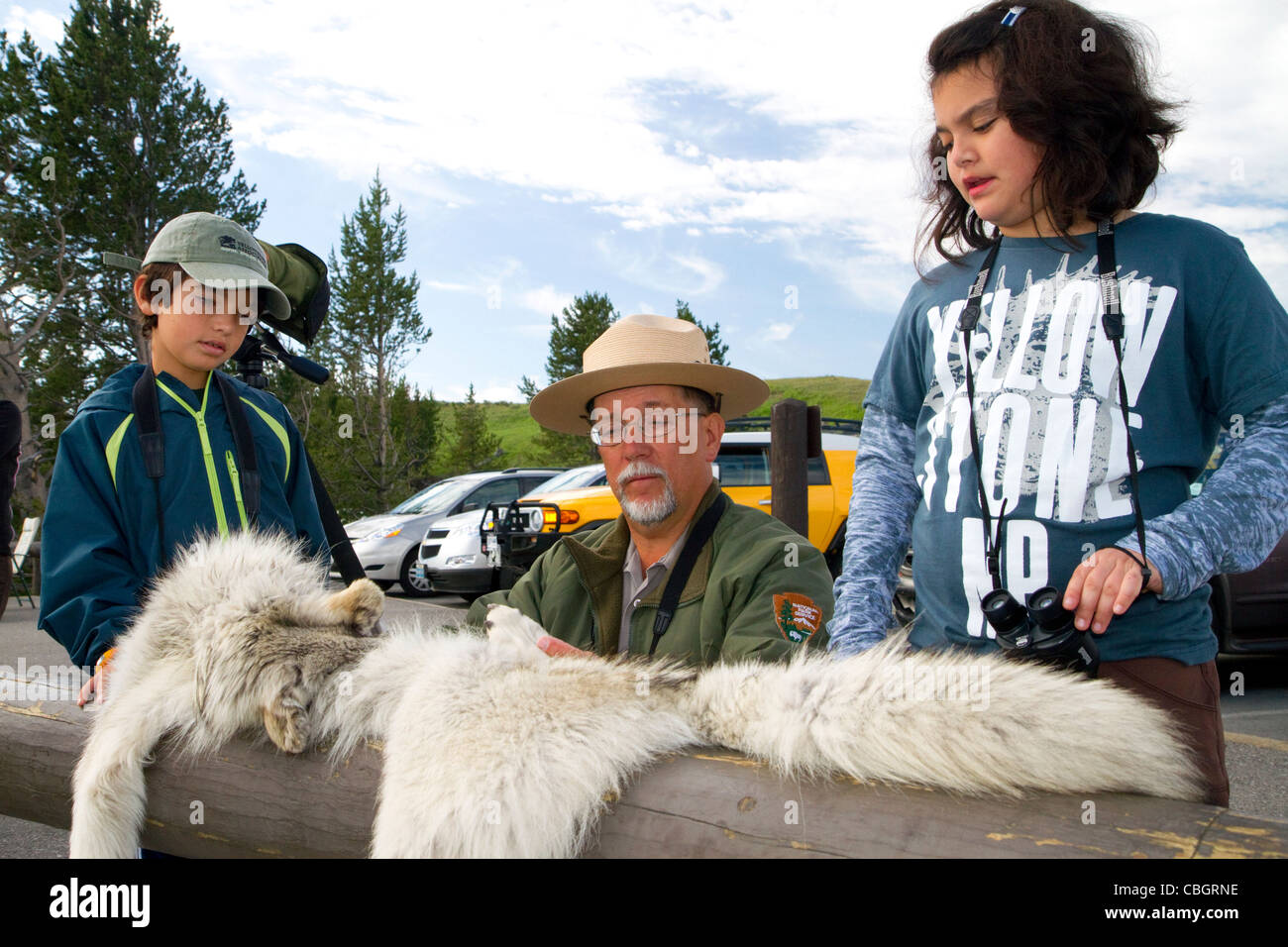 Park ranger showing kids a wolf pelt in Yellowstone National Park, USA ...