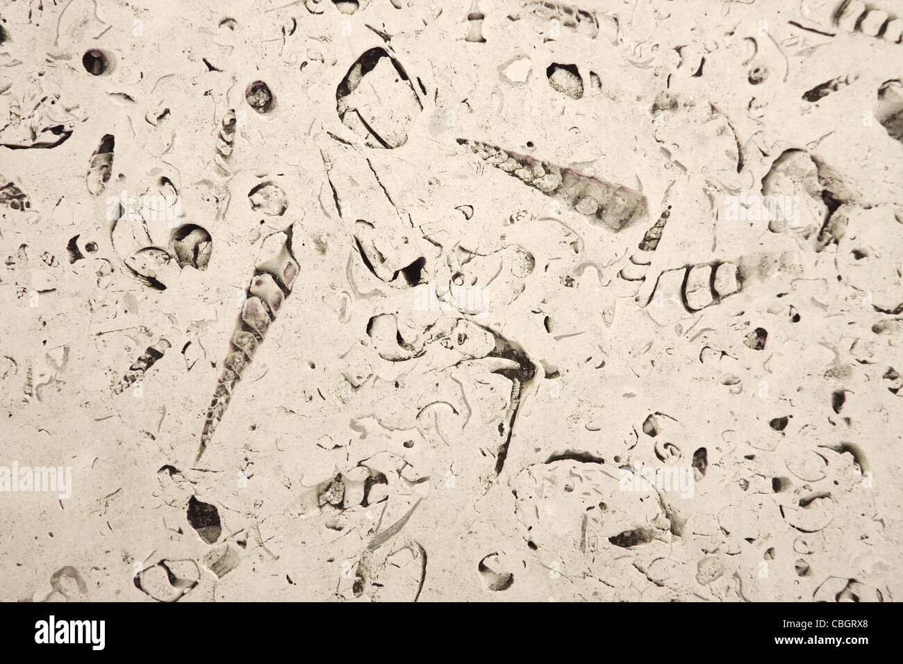 Jurassic era hi-res stock photography and images - Alamy