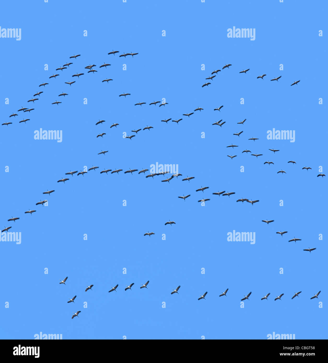 cranes, bird migration, formation flight, Germany Stock Photo - Alamy