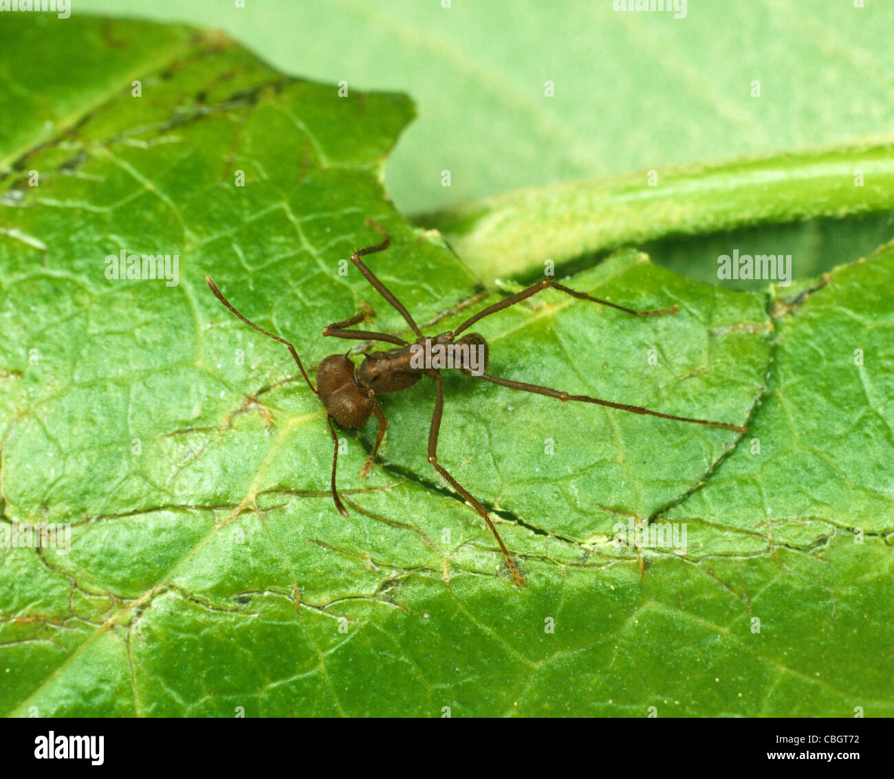 Leaf cutter ant hi-res stock photography and images - Alamy