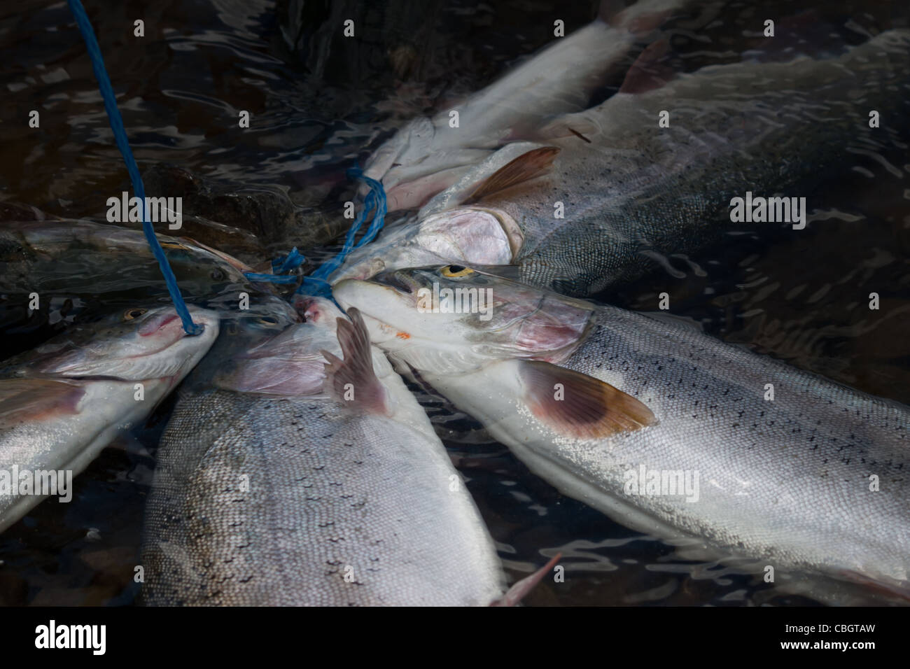 Fresh catch trout on the string Stock Photo - Alamy