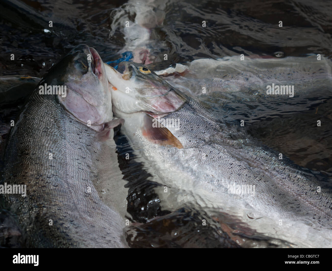 Fresh catch trout on the string Stock Photo - Alamy