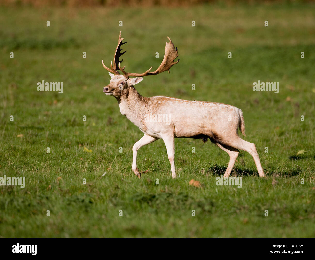 Deer park pale uk hi-res stock photography and images - Alamy