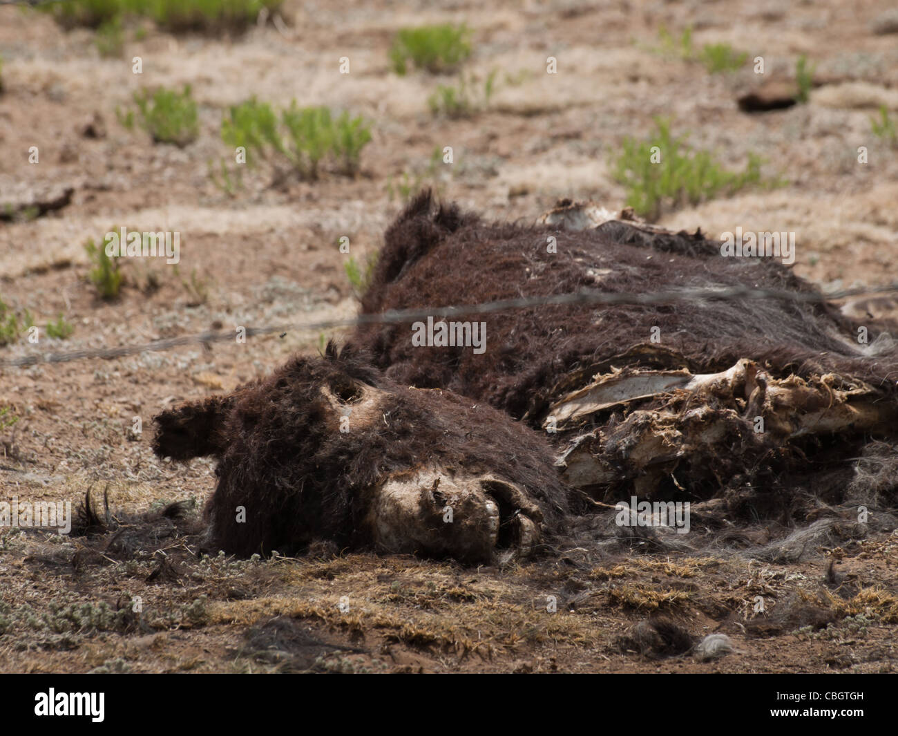 Decomposing donkey carcass on ranch in Colorado Stock Photo - Alamy