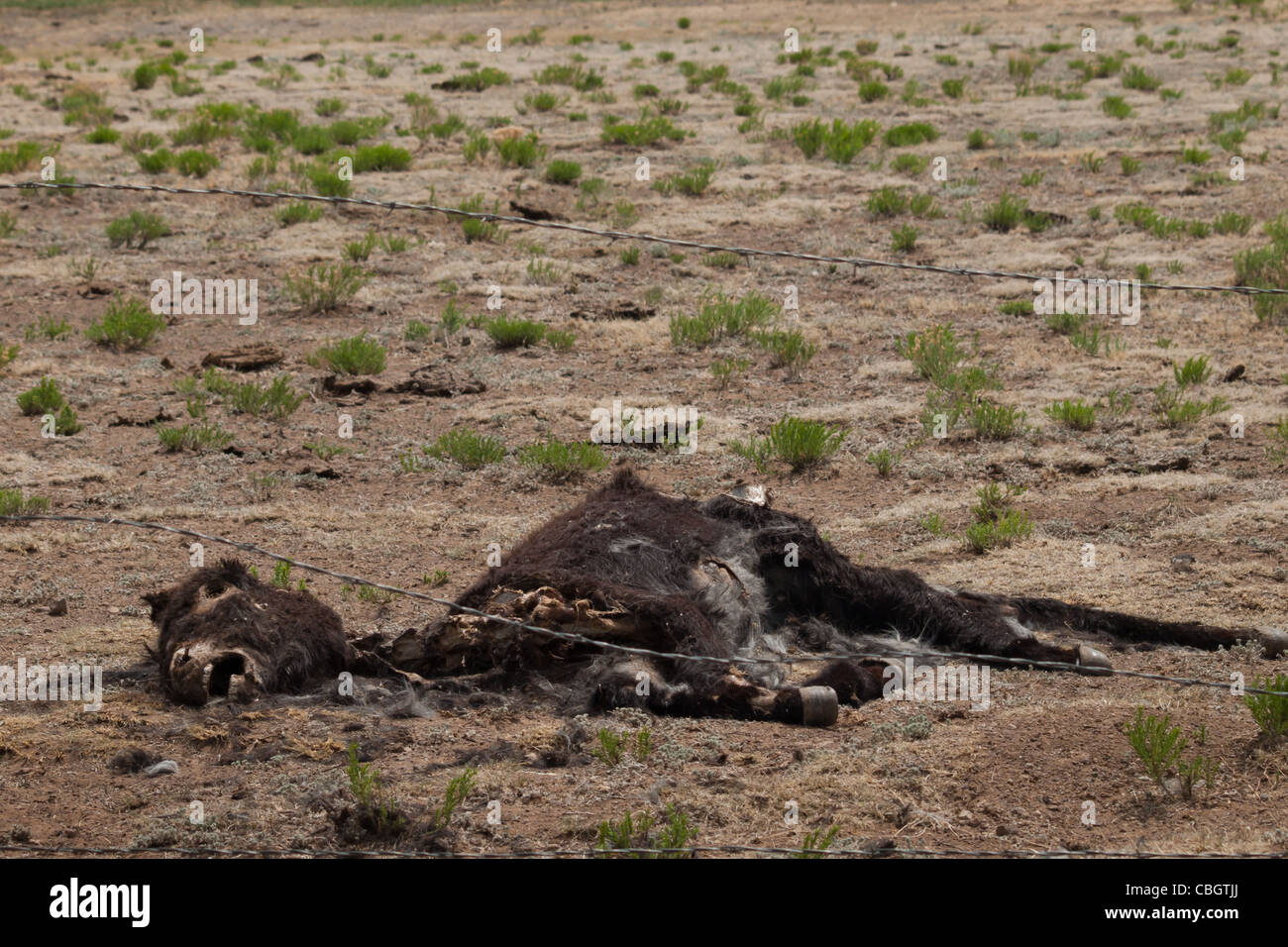 Decomposing donkey carcass on ranch in Colorado Stock Photo - Alamy