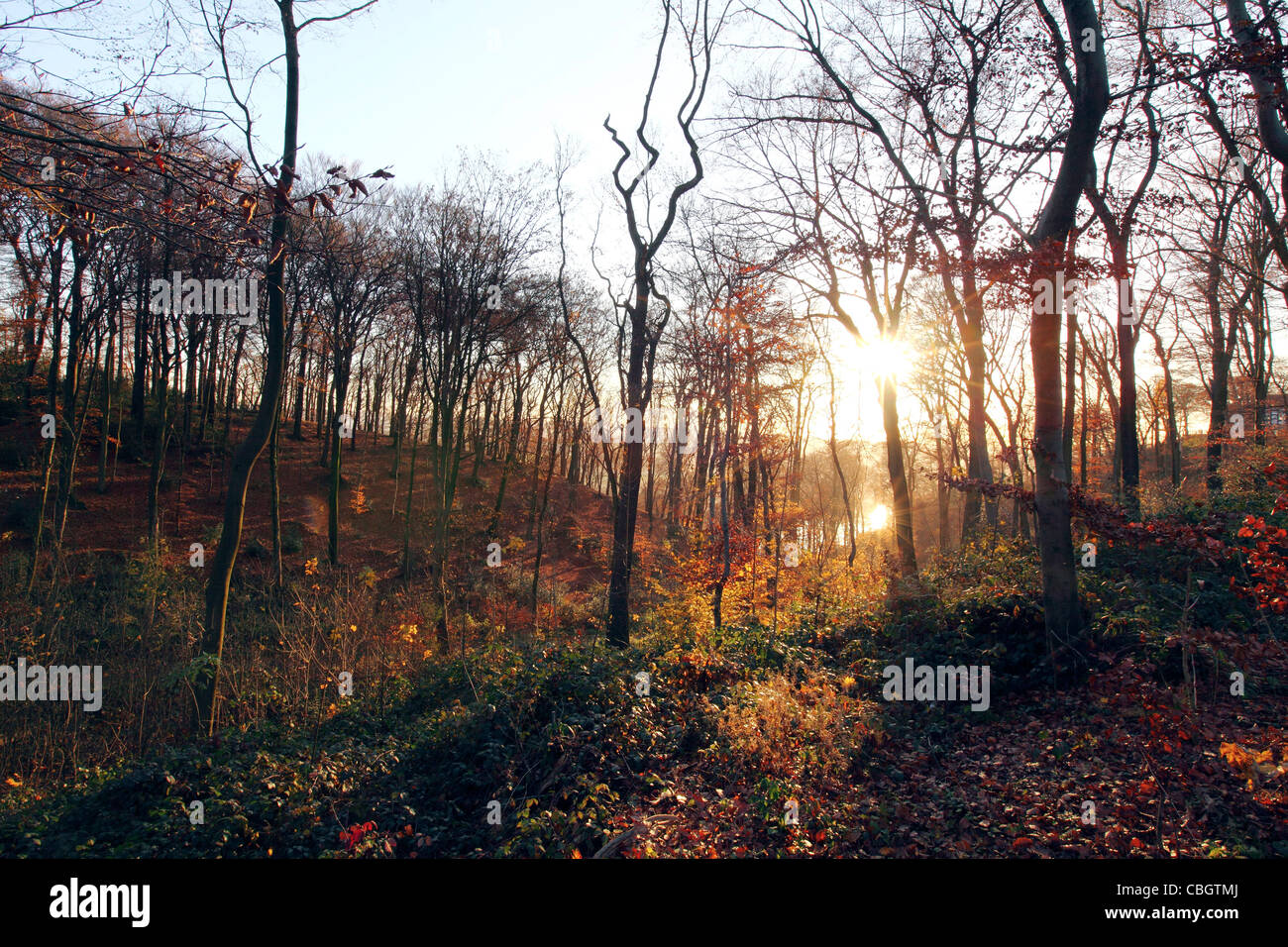 Forest in fall, autumn. Sunny day. Essen, Germany Stock Photo - Alamy